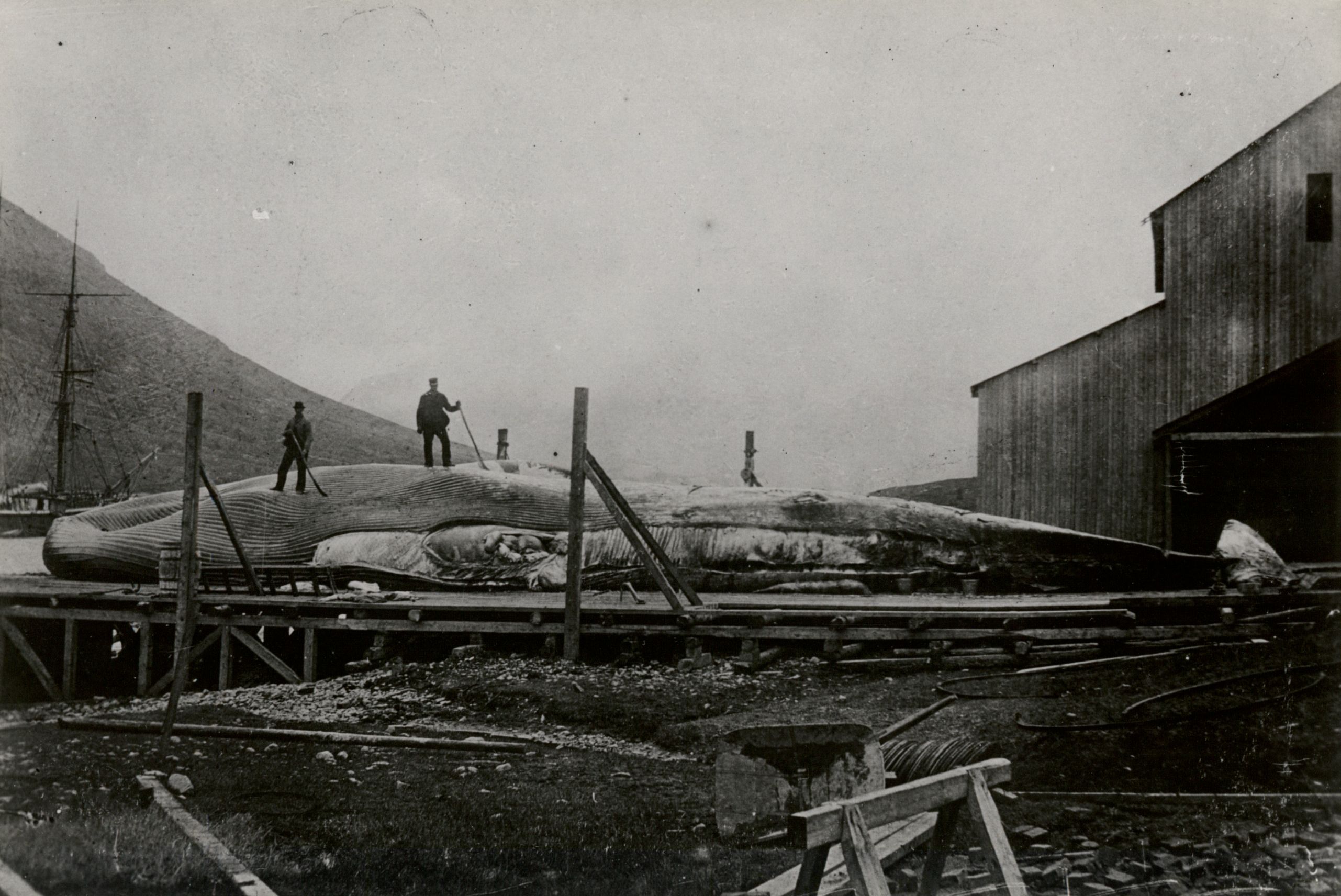 Hvalfangst i Færøerne - Nationalmuseets Samlinger Online