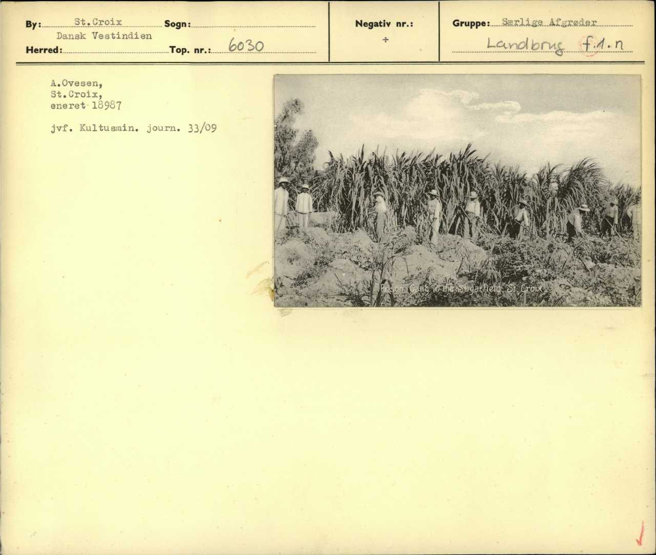 Fanger i sukkermark, Skt. Croix - Nationalmuseets Samlinger Online