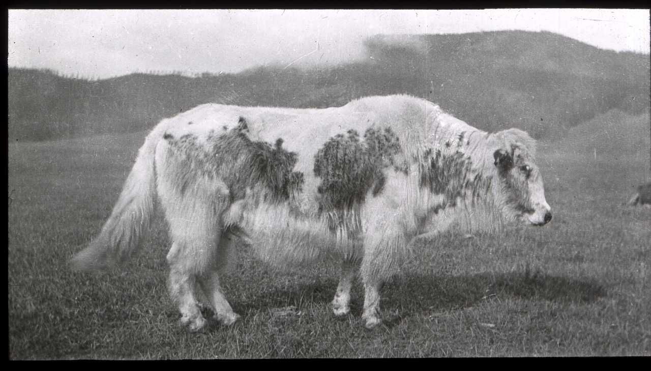 A hainak (a crossbreed between a yak and a cow) - Nationalmuseets ...
